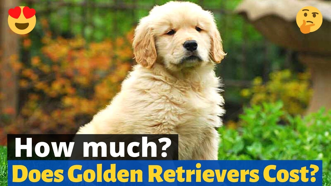 Compreender o custo de um Golden Retriever: Factores a considerar