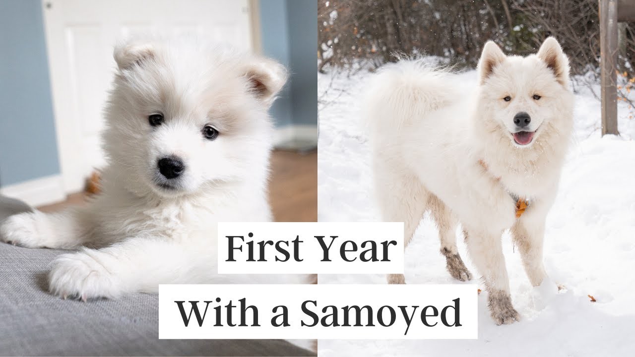 Coût des chiots samoyèdes : A quoi s'attendre
