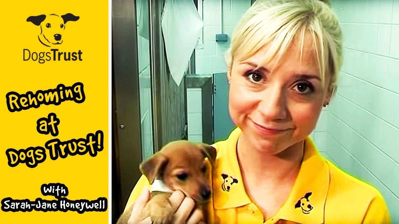 Cost of rehoming a dog at Dogs Trust