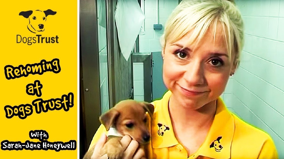Coût de la restitution d'un chien à Dogs Trust