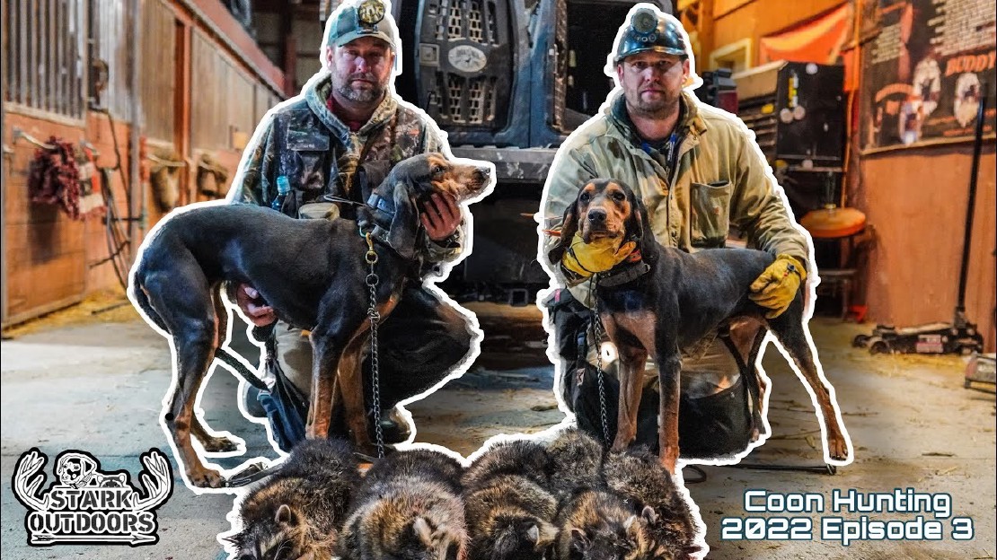 Understanding the Hunting Techniques of Black and Tan Coonhounds