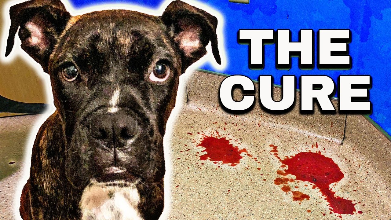 Understanding the Fatal Effects of Parvo on Dogs