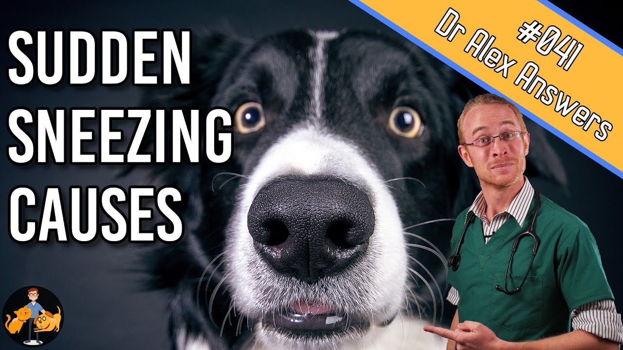 Understanding Excessive Sneezing in Dogs: Causes and Solutions