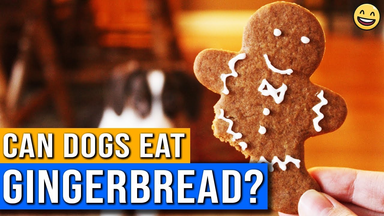 Can Dogs Eat Gingerbread Man? Discover Whether This Holiday Treat is ...