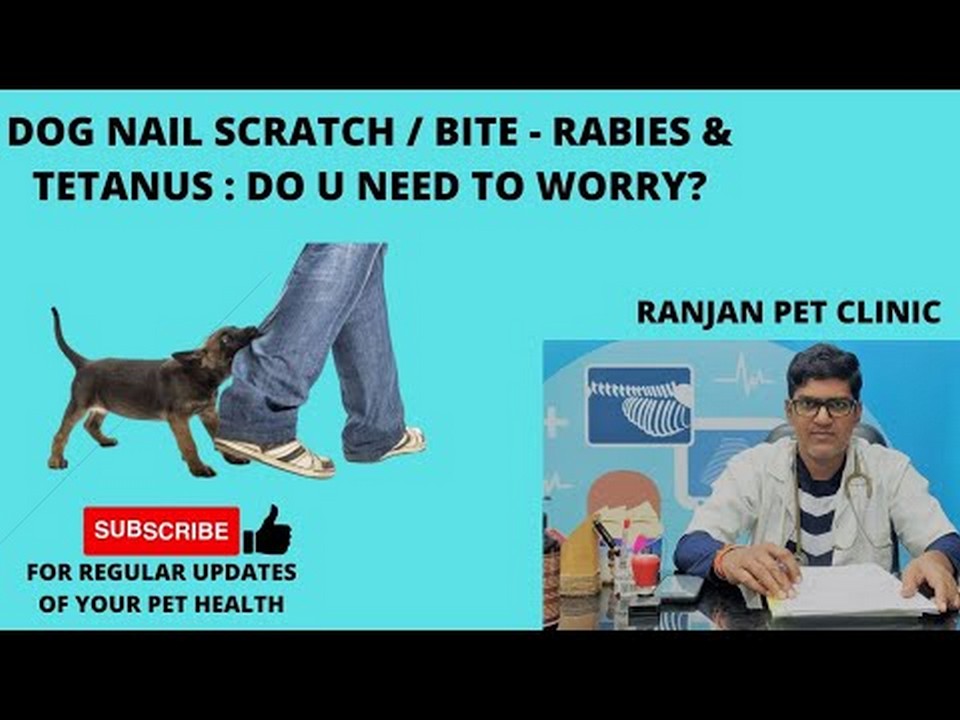 Can Dog Scratches Transmit Rabies?