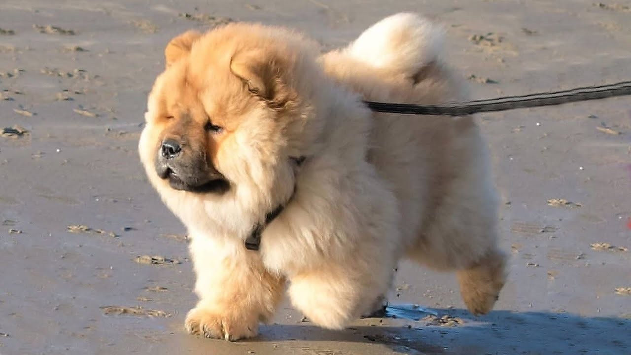 Conozca al perro que parece un oso: el Chow Chow