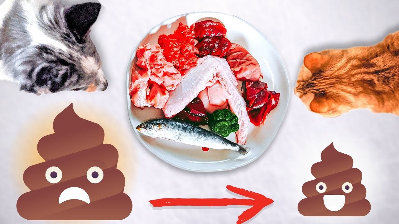 Does a raw food diet reduce a dog's poop output?