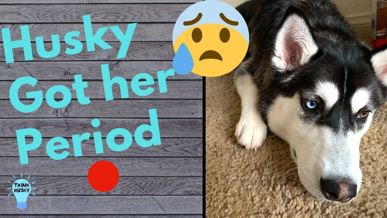 Female Huskies: Understanding Their Heat Cycles