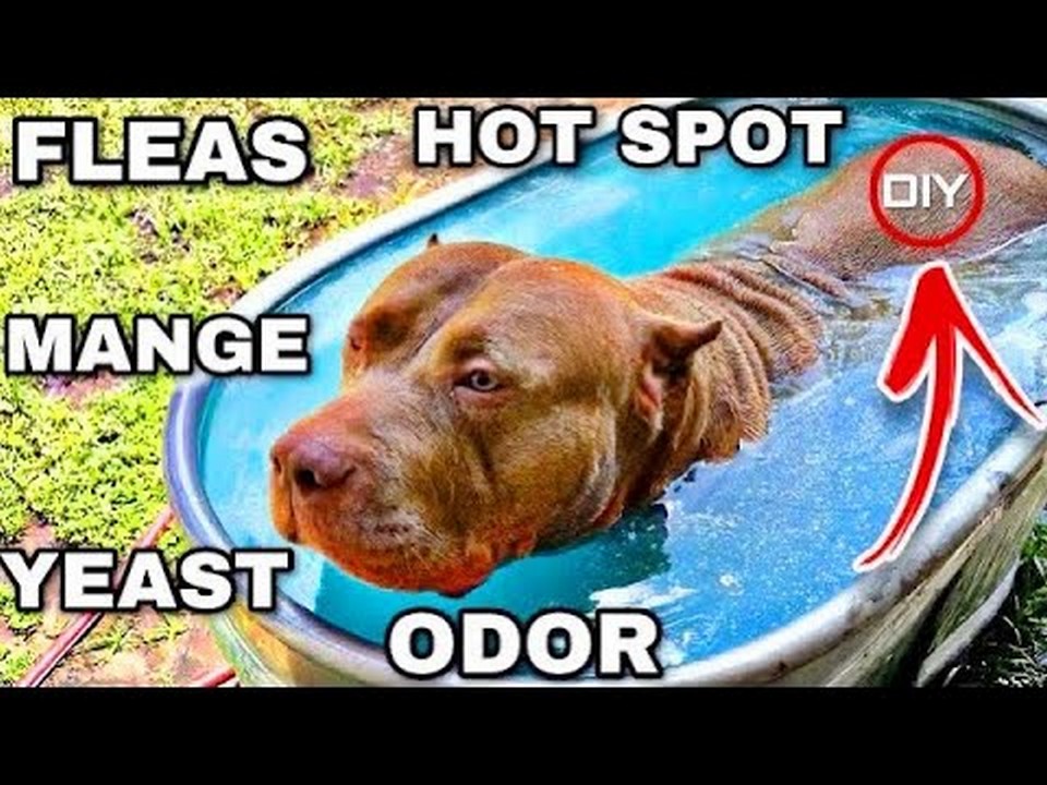 Is it safe to use rubbing alcohol in your dog's bath?