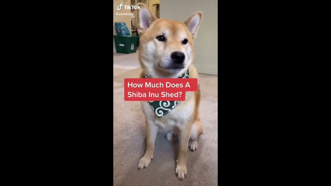 Understanding the Shedding Habits of Shiba Inu Dogs