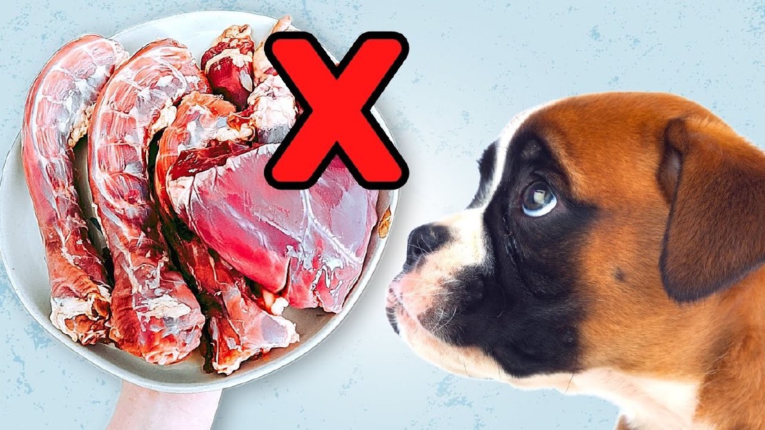 Nourrir les chiots avec de la viande crue : est-ce sans danger