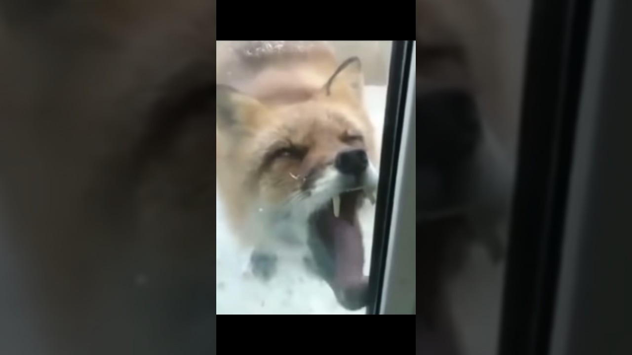 ¿Puede sobrevivir un perro con rabia?