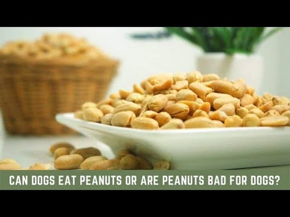 Are peanuts safe for dogs? Understand the risks and benefits