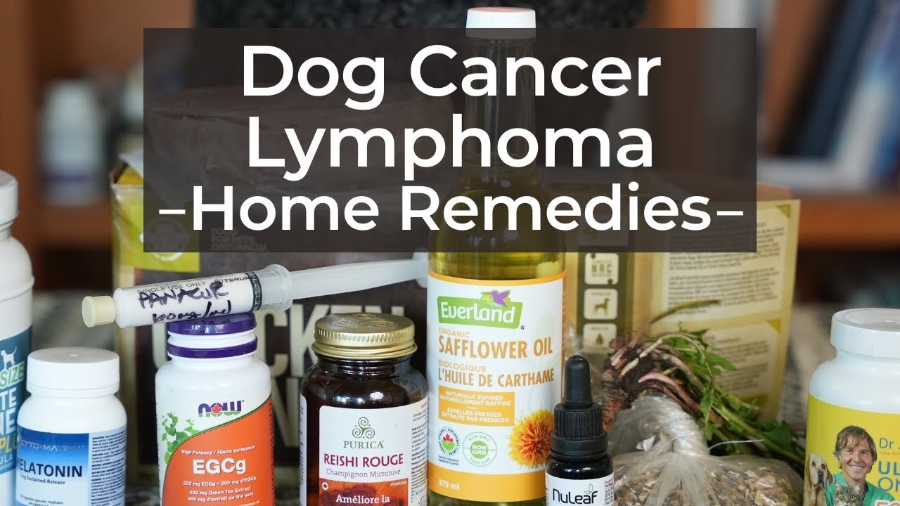 How Long Can Dogs Live with Lymphoma: A Comprehensive Guide