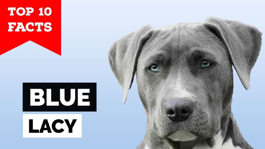 ¿Es Blue Lacy una raza mixta?