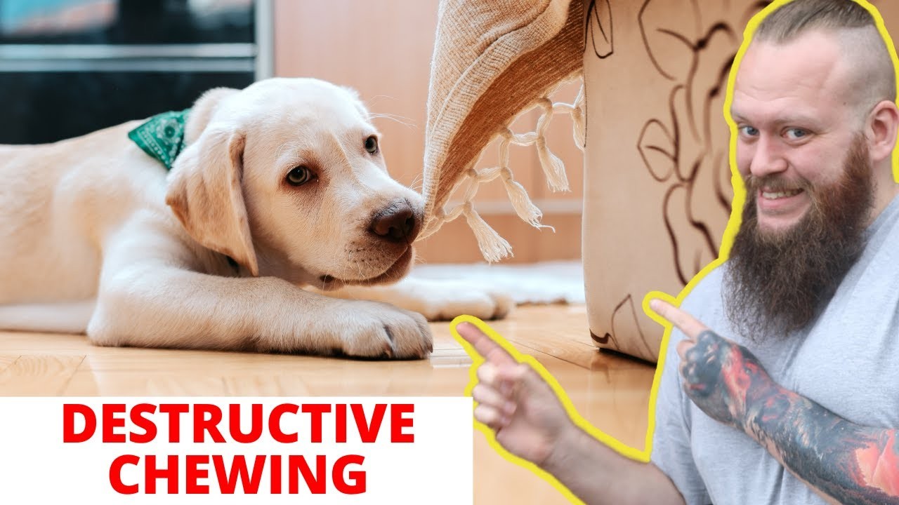 Effective Strategies to Prevent Destructive Chewing in Dogs
