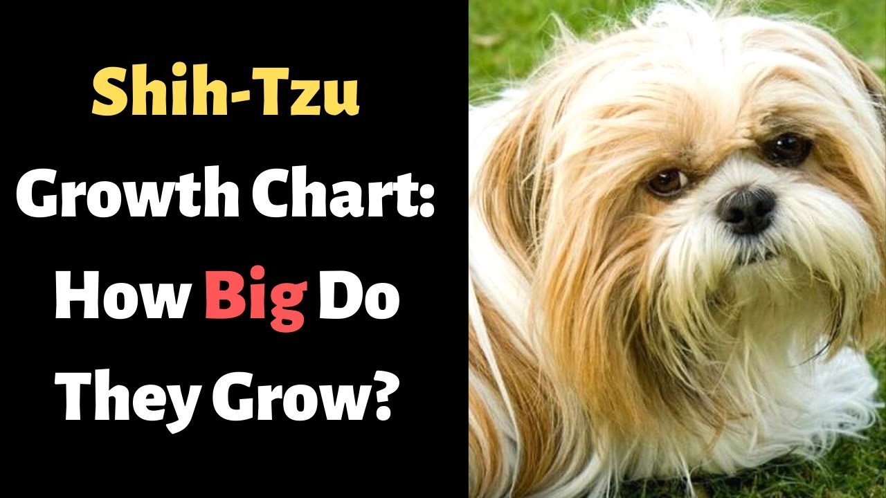 Quel est le poids idéal pour un Shih Tzu