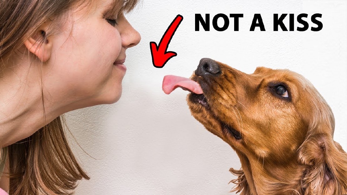 Is it safe for dogs to lick Panalog ear drops for dogs?