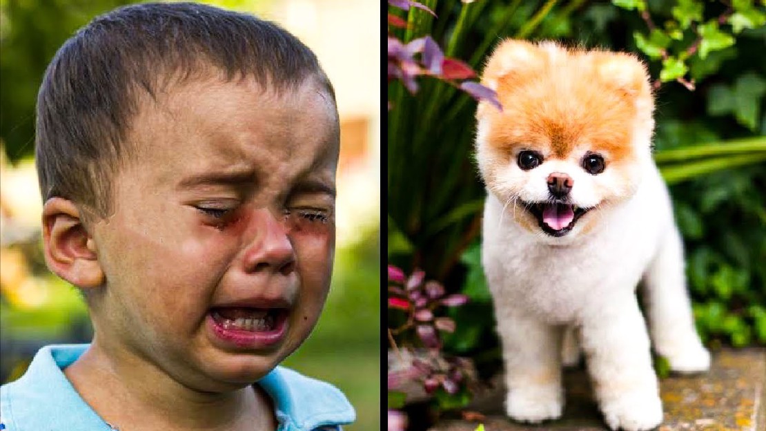 Is Boo the Cutest Dog Dead? The Truth Revealed