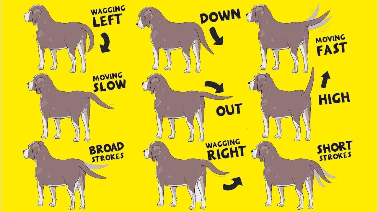 Understanding a Dog's Mixed Signals: Growling and Wagging Tail Explained