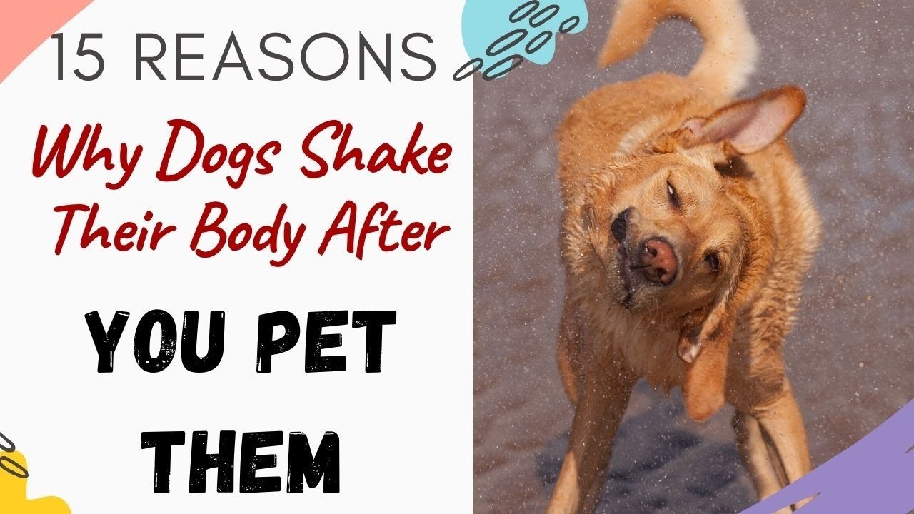 Why Do Dogs Shake Themselves After You Pet Them?