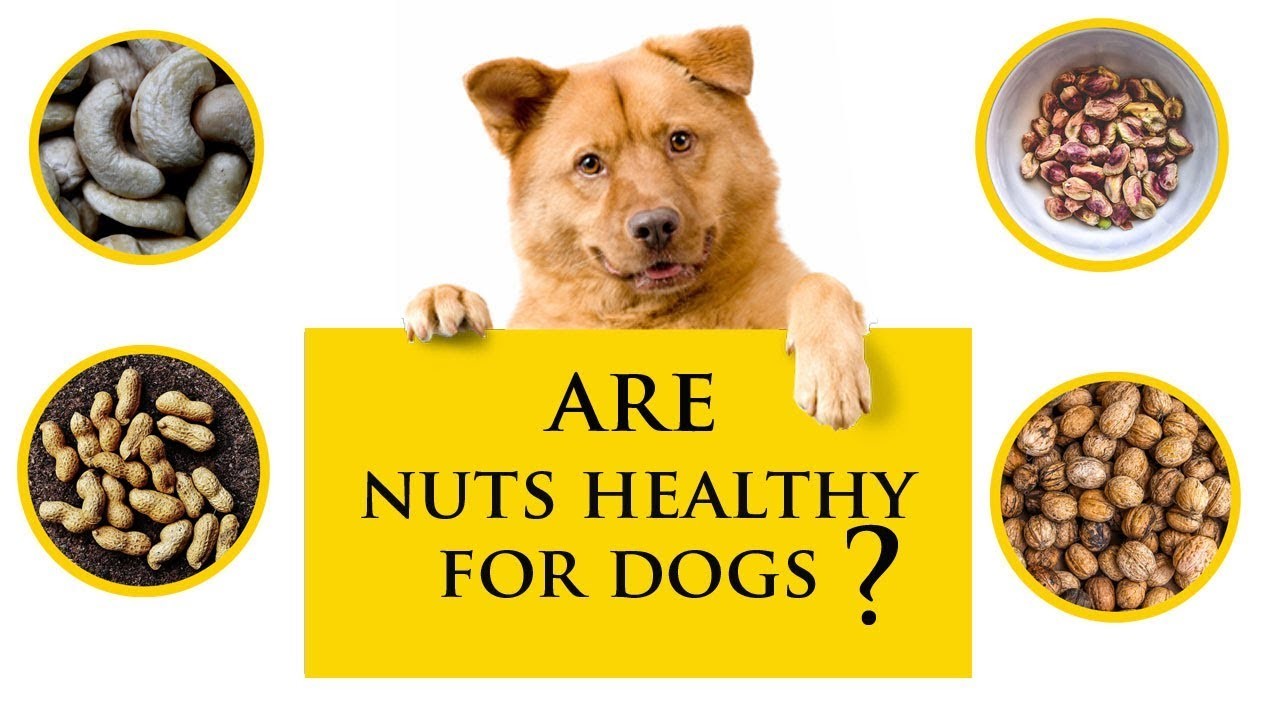 Should dogs eat nuts? Everything you need to know