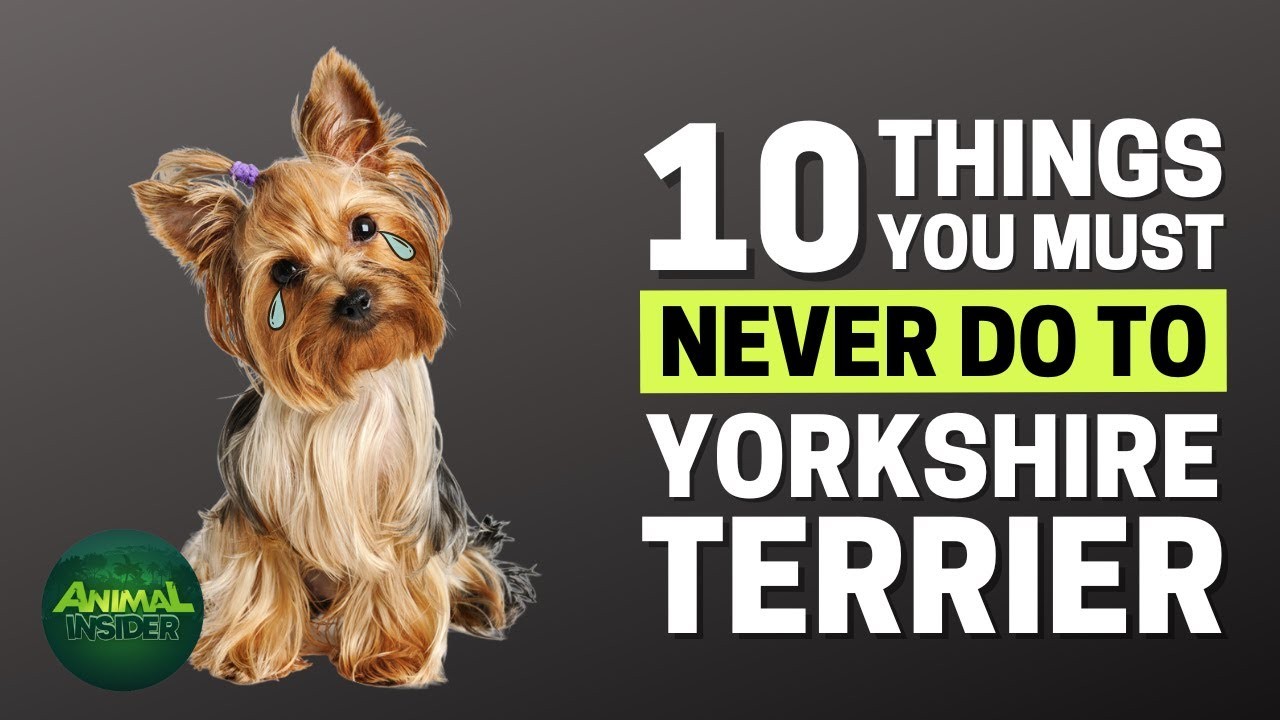 Are Yorkies Healthy Dogs? Exploring the Health of Yorkshire Terriers