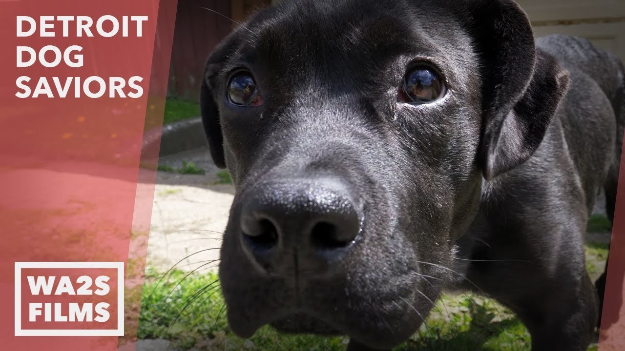 Understanding the Reasons Behind Your Dog's Obsession with Eating Dirty ...