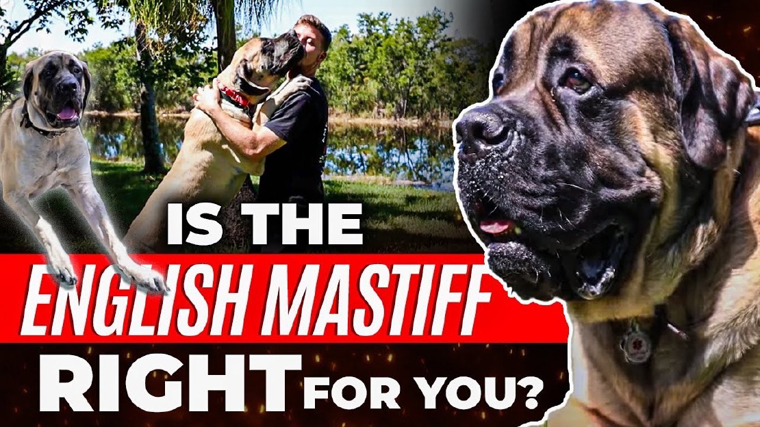 Les Mastiffs sont-ils des chiens gentils et doux