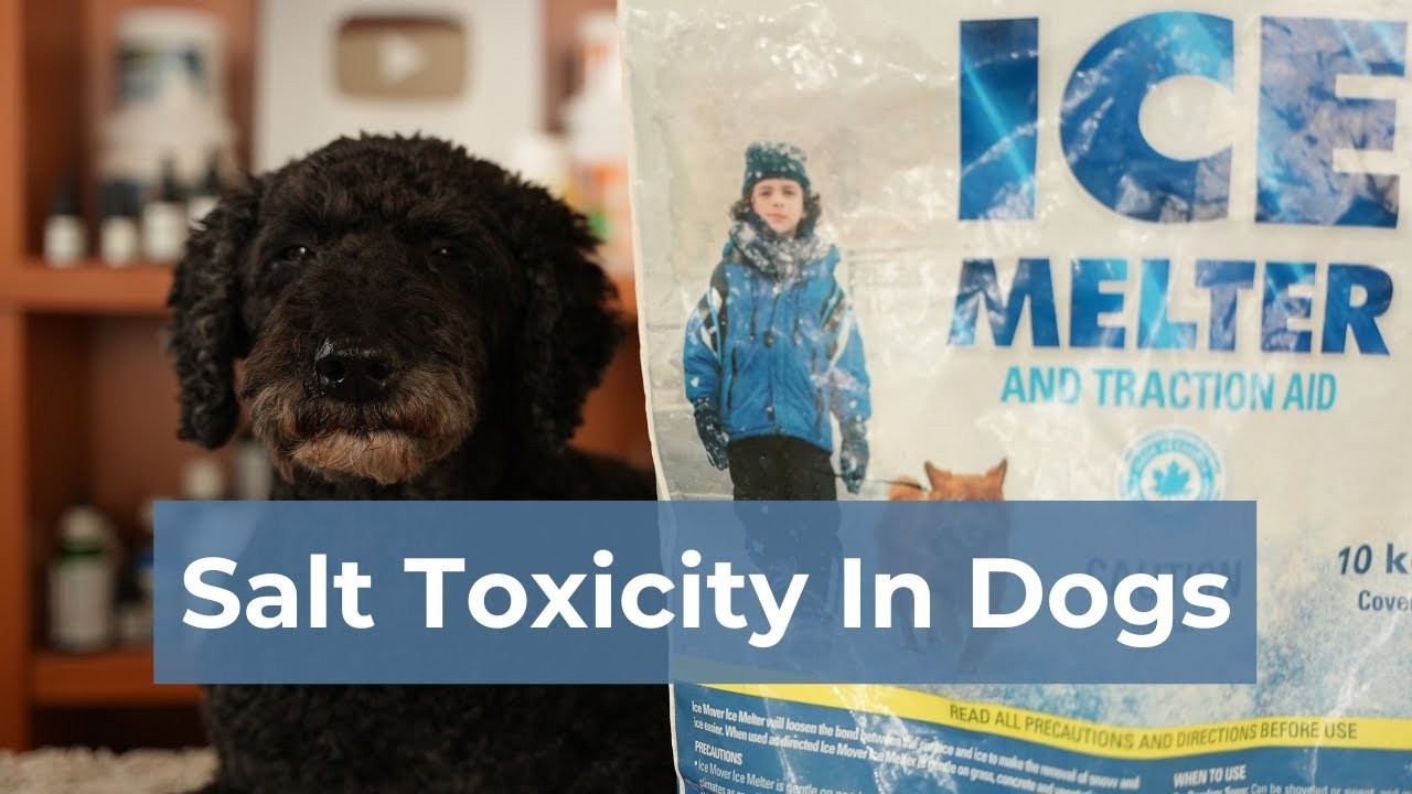 How Much Salt is Toxic to Dogs?