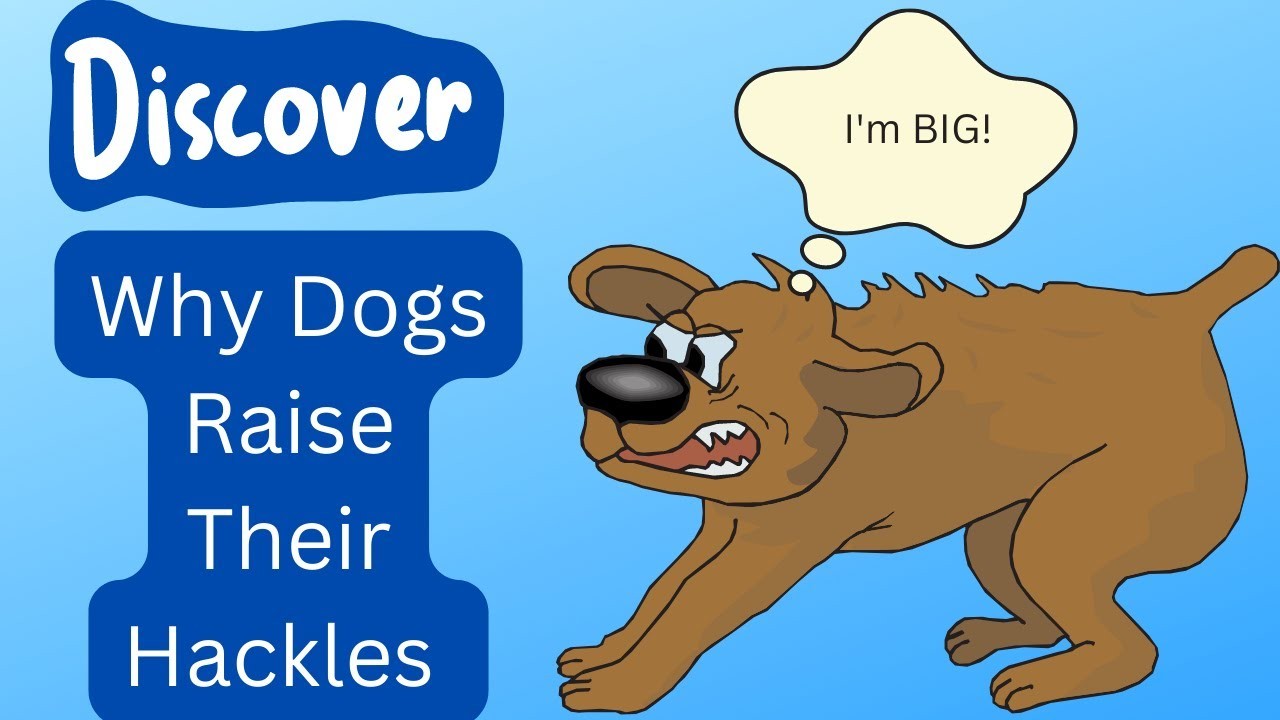Understanding the meaning behind a dog's raised hackles