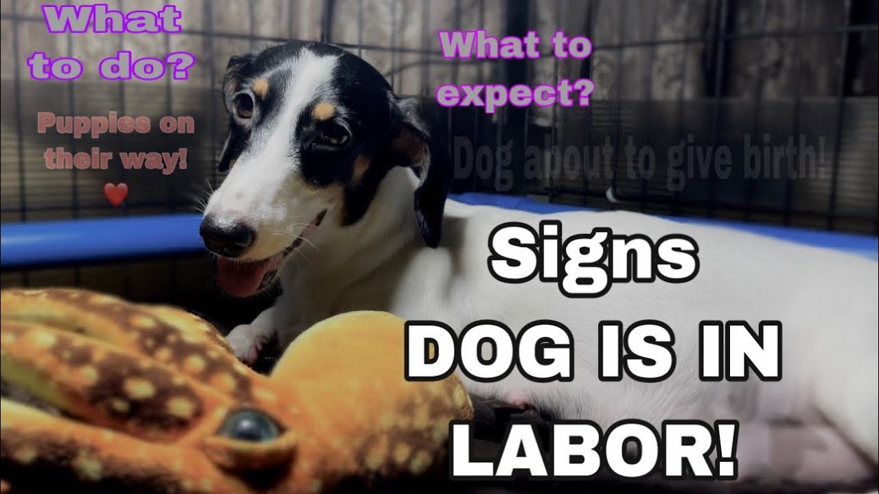 Methods to Induce Labor in Dogs: Helping Your Pregnant Dog Give Birth