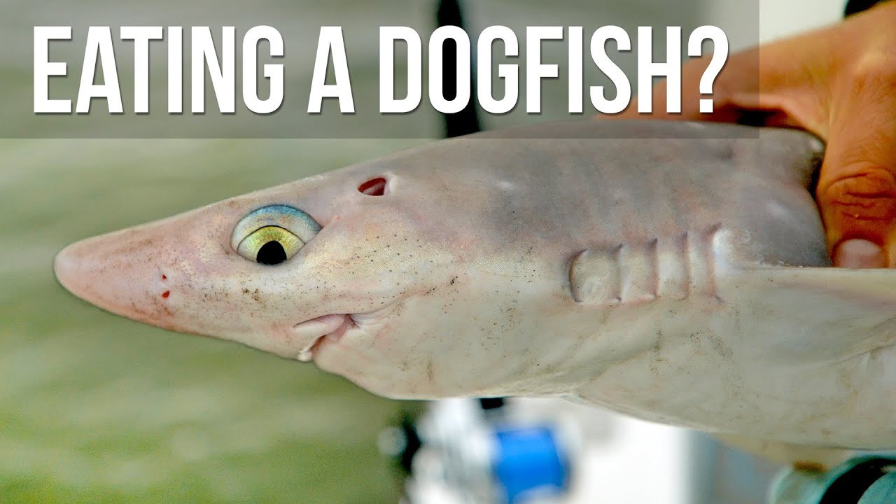 What is a Dogfish? Learn about this Fascinating Fish Species
