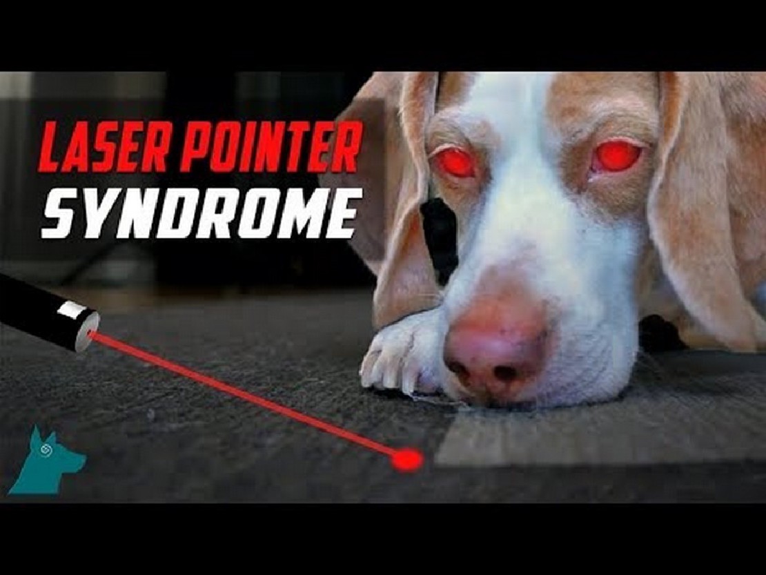 Understanding Dogs' Perception of Laser Pointers