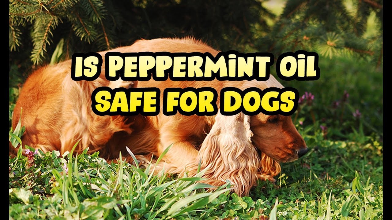 Is Peppermint Safe for Dogs?
