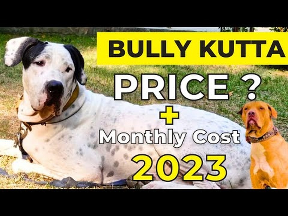 What is the cost of a Bully Kutta?