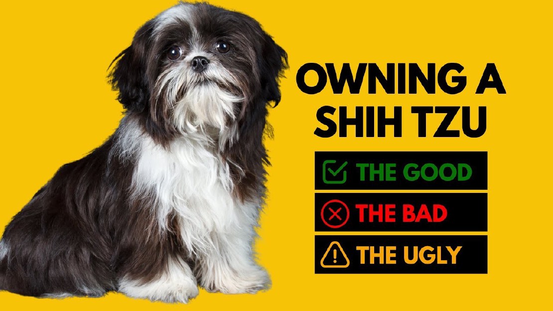 Are Shih Tzus Friendly? Exploring the Temperament of Shih Tzu Dogs