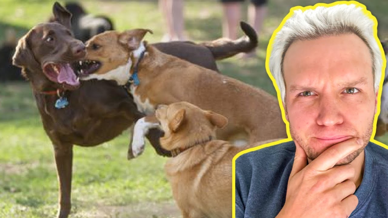 Is het veilig om met je hond naar het hondenpark te gaan?