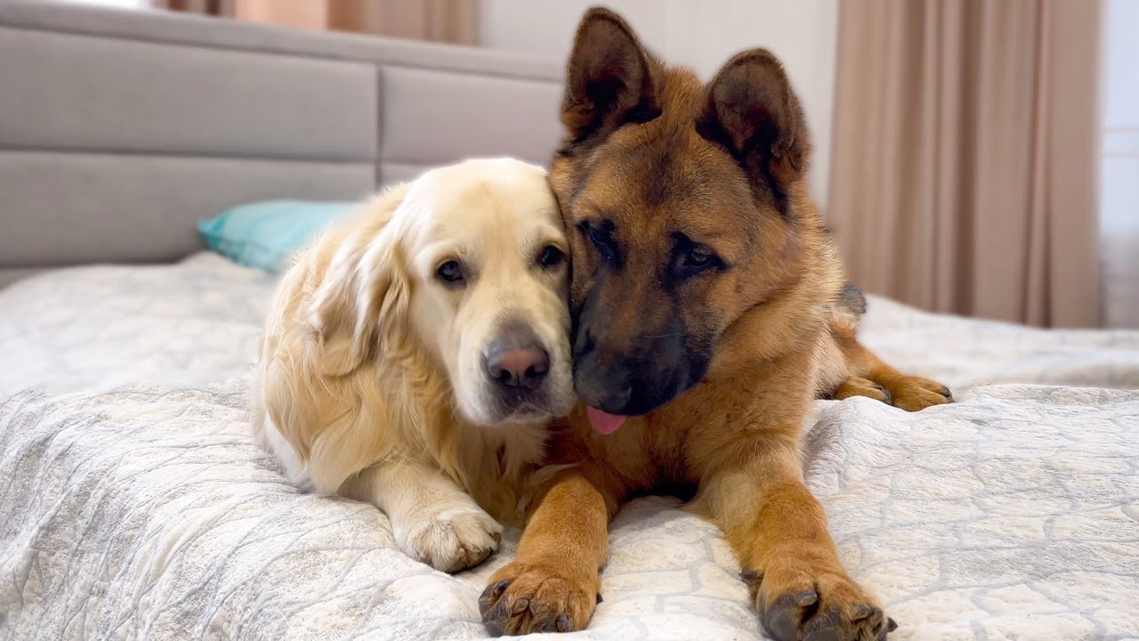 Um Aidi e um Golden Retriever podem ser amigos?