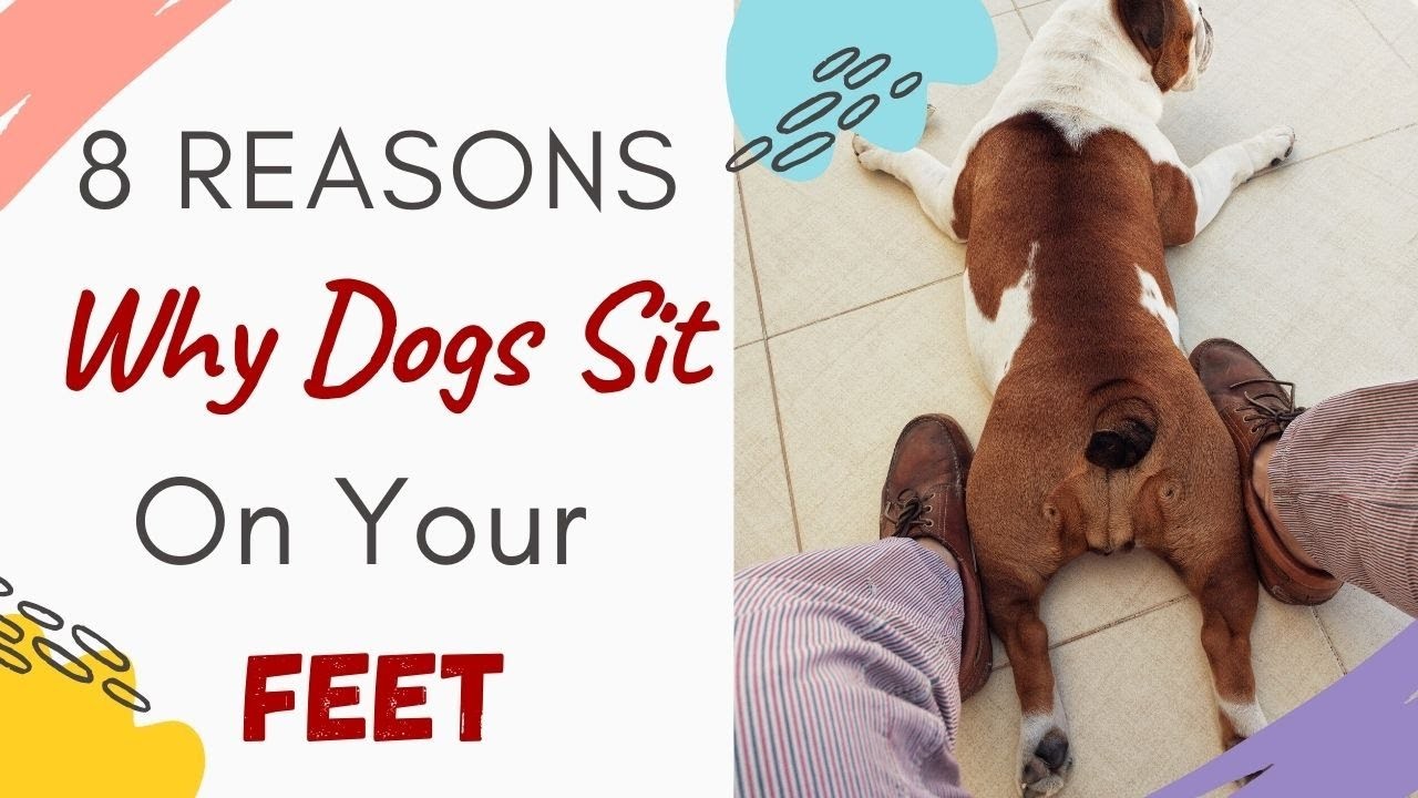 Por qué los perros te pisan los pies: las razones de este ...