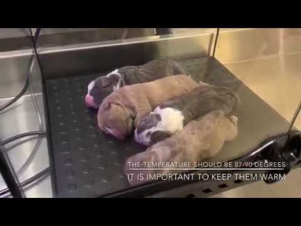How Common are Stillborn Puppies?