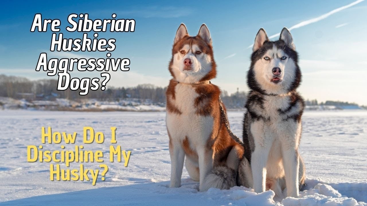 Are Alaskan Huskies Aggressive? Understanding the Temperament of this ...