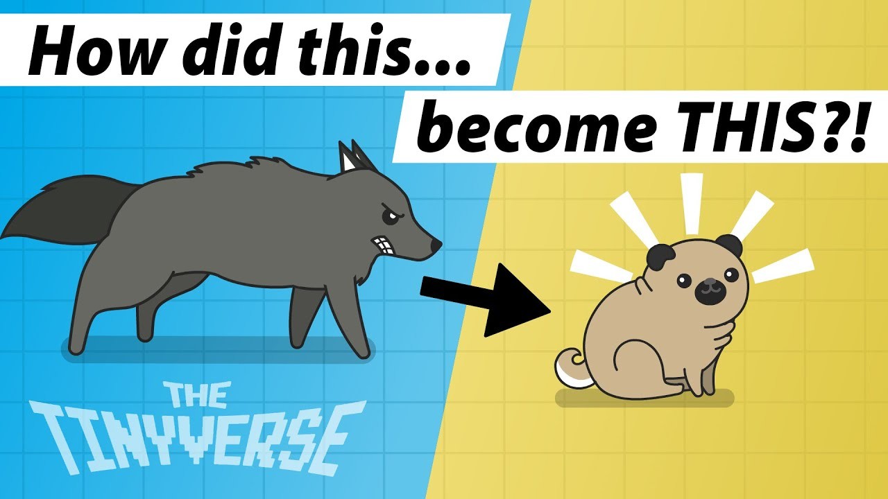 Exploring the Origins of Dogs: Tracing their Ancient Ancestry