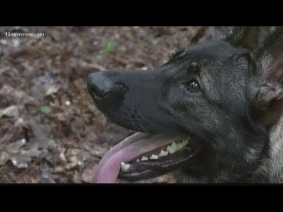 Can I Donate My Body to Cadaver Dog Training?