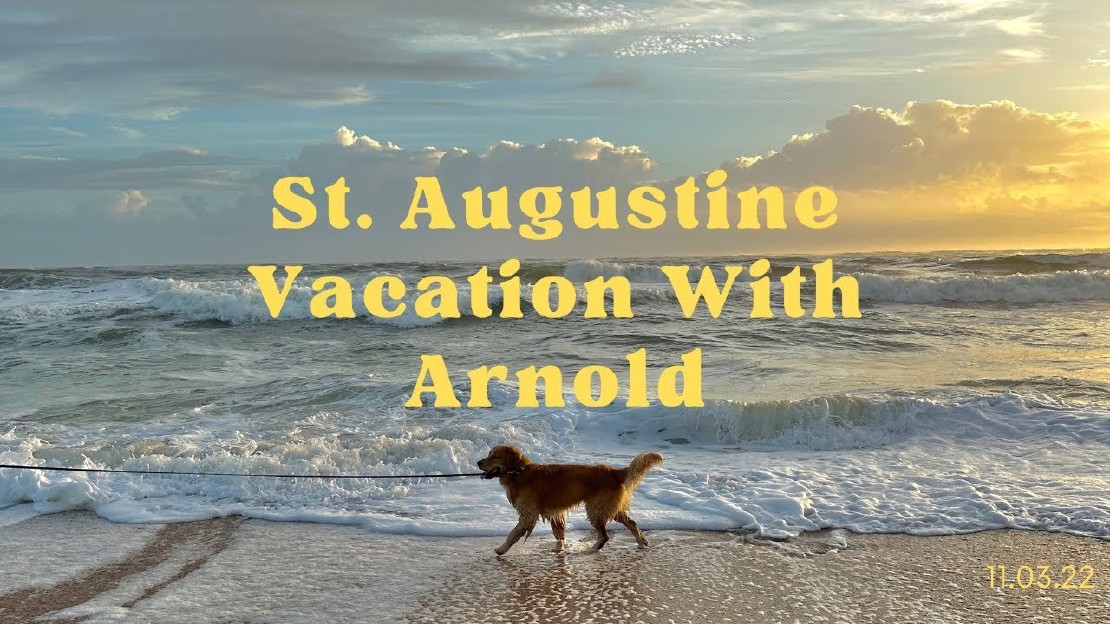 Is it permissible to bring dogs to the beach in St. Augustine?