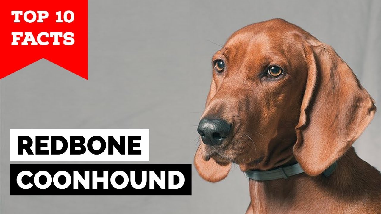 What color is a redbone coonhound?