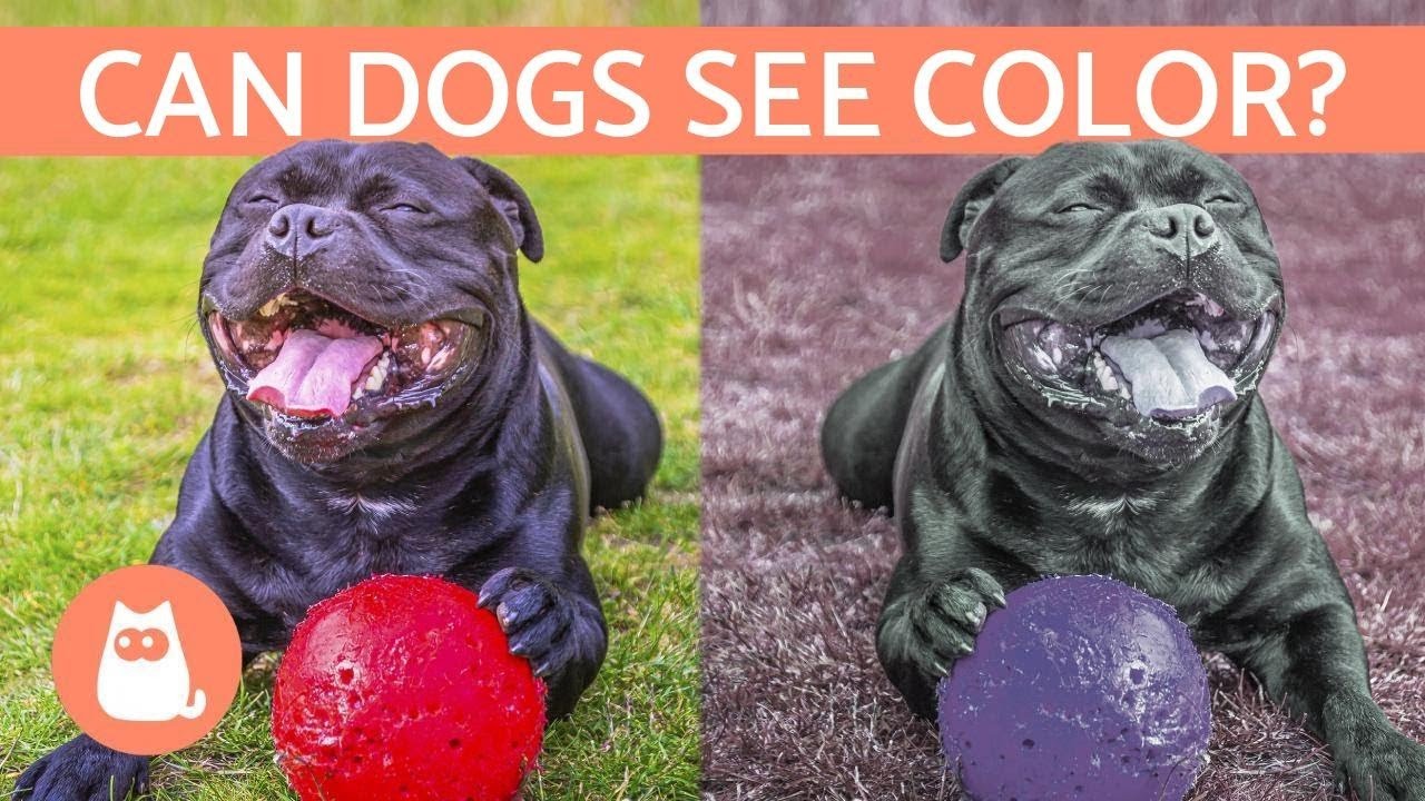 What Do Dogs See When They Look at Red?