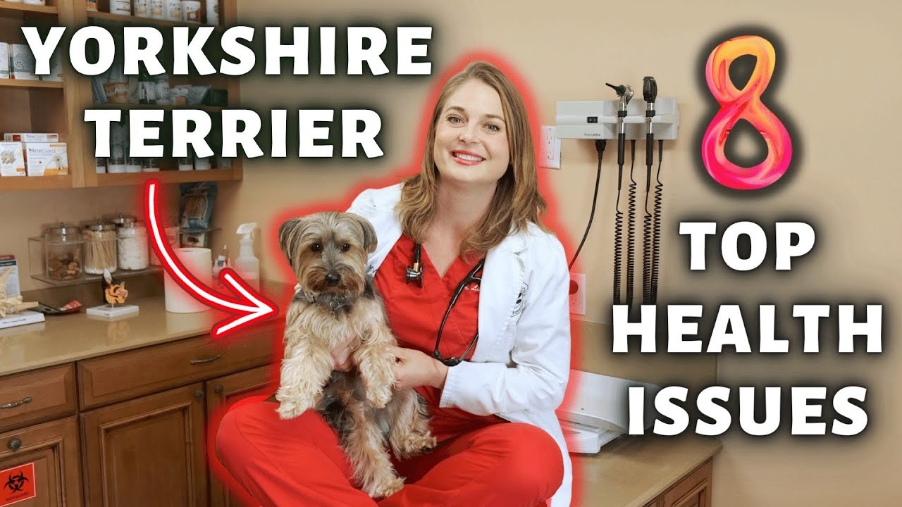 Common Leg Problems in Yorkies and How to Prevent Them