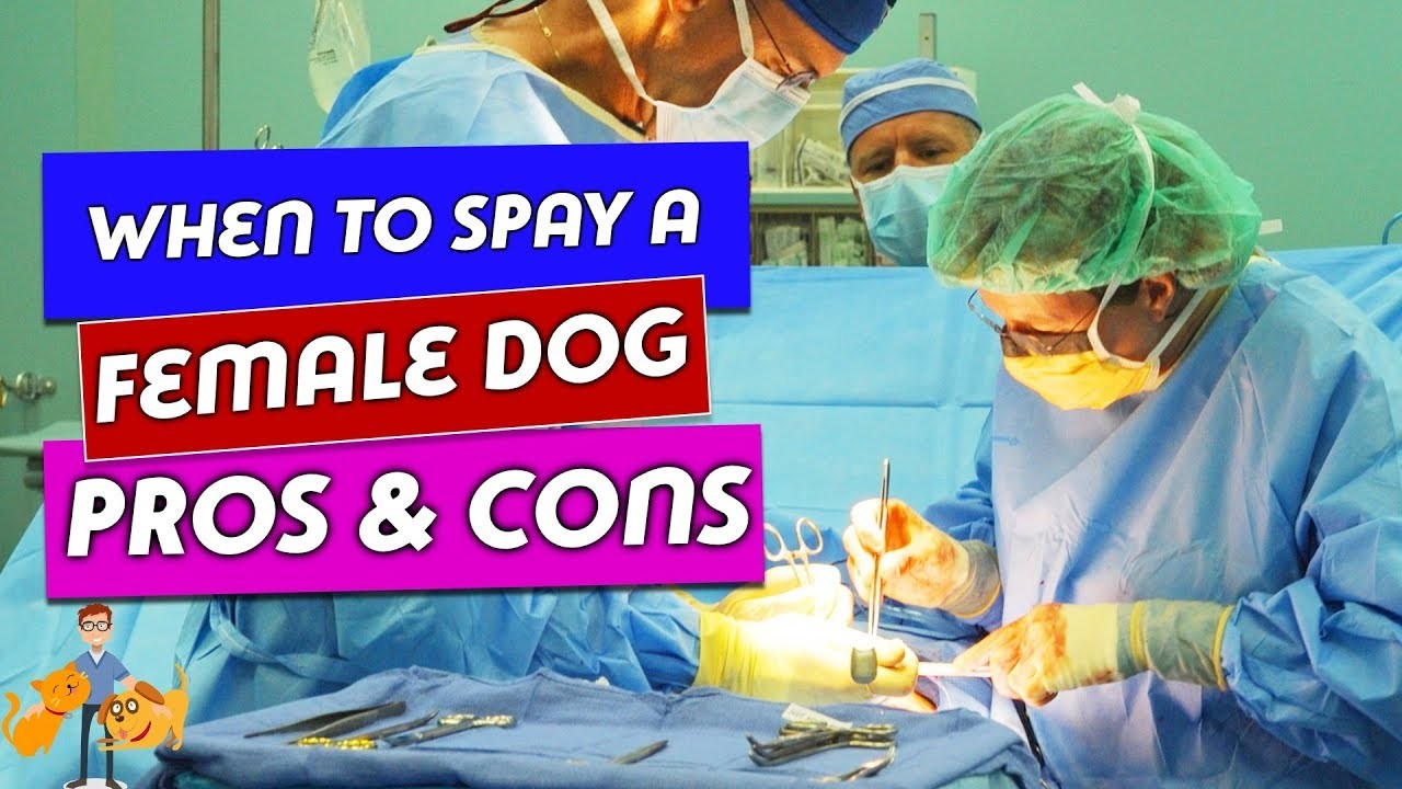 Dois Je Stériliser Mon Chien Les Avantages Et Les Inconvénients De La
