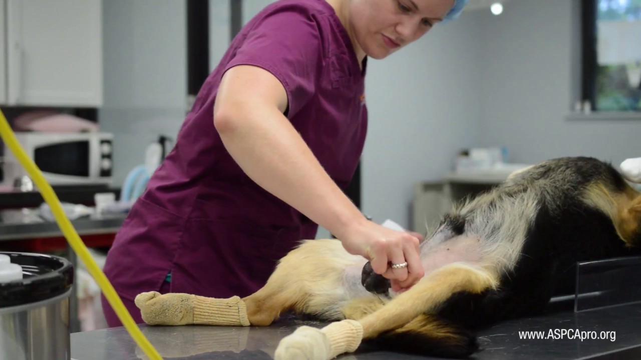 What happens when male dogs get neutered? Exploring the surgical ...